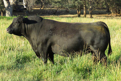 Bruin Envy 7248 - CATTLE VISIONS