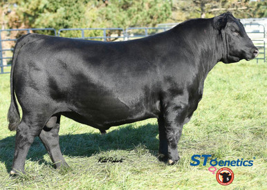 Sterling Bond 007 - CATTLE VISIONS