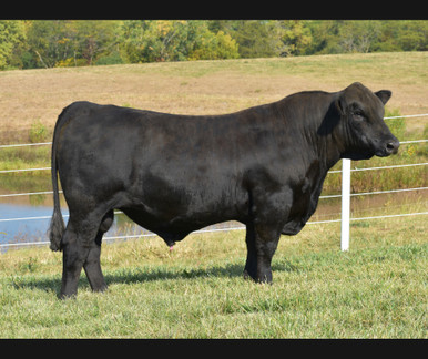 KBHR Gunner M089 - CATTLE VISIONS