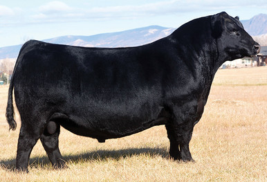 KR Cadillac Ranch • Cattle Visions • Premier Multi-Breed Online Semen ...