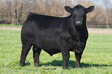 Kramers Enforce 5006 • Cattle Visions • Premier Multi-Breed Online ...