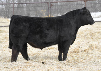 LCDR FAVOR 149F • Cattle Visions • Premier Multi-Breed Online Semen ...