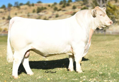M6 THE FORCE 511 • Cattle Visions • Premier Multi-Breed Online Semen ...