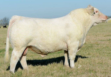 MCF BOHANNON 305A • Cattle Visions • Premier Multi-Breed Online Semen ...