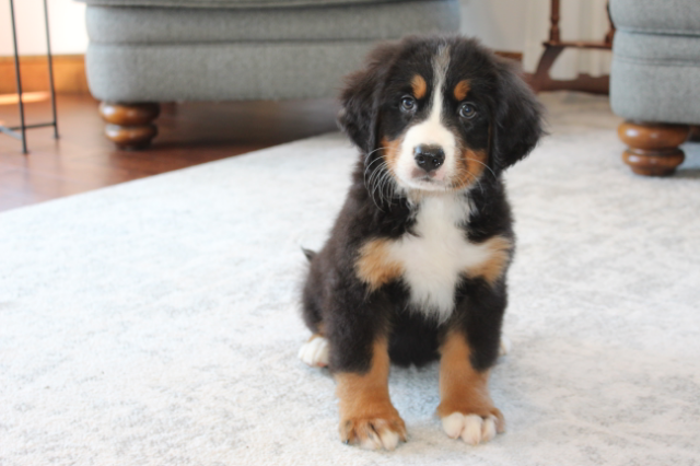 Nancy - Willow Brook Bernese