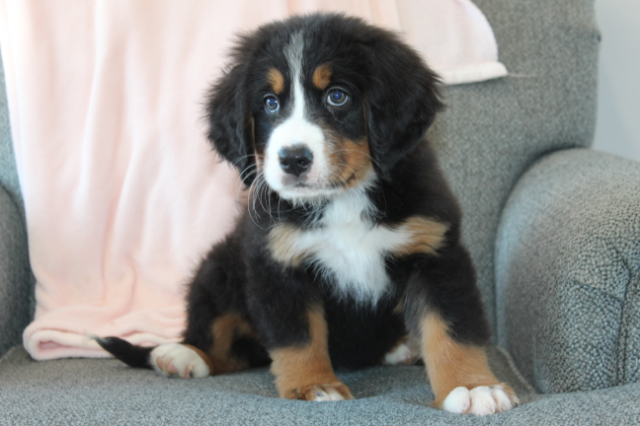 Nancy - Willow Brook Bernese
