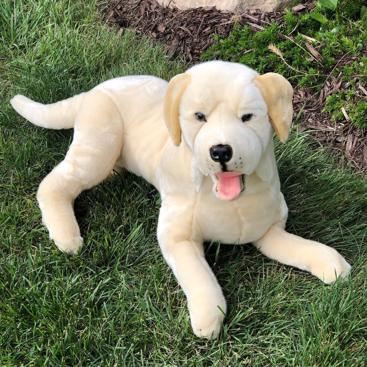 Boomer Our Large Labrador Retriever -25 Inch