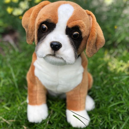 Maxwell Our Plush Boxer Puppy Dog