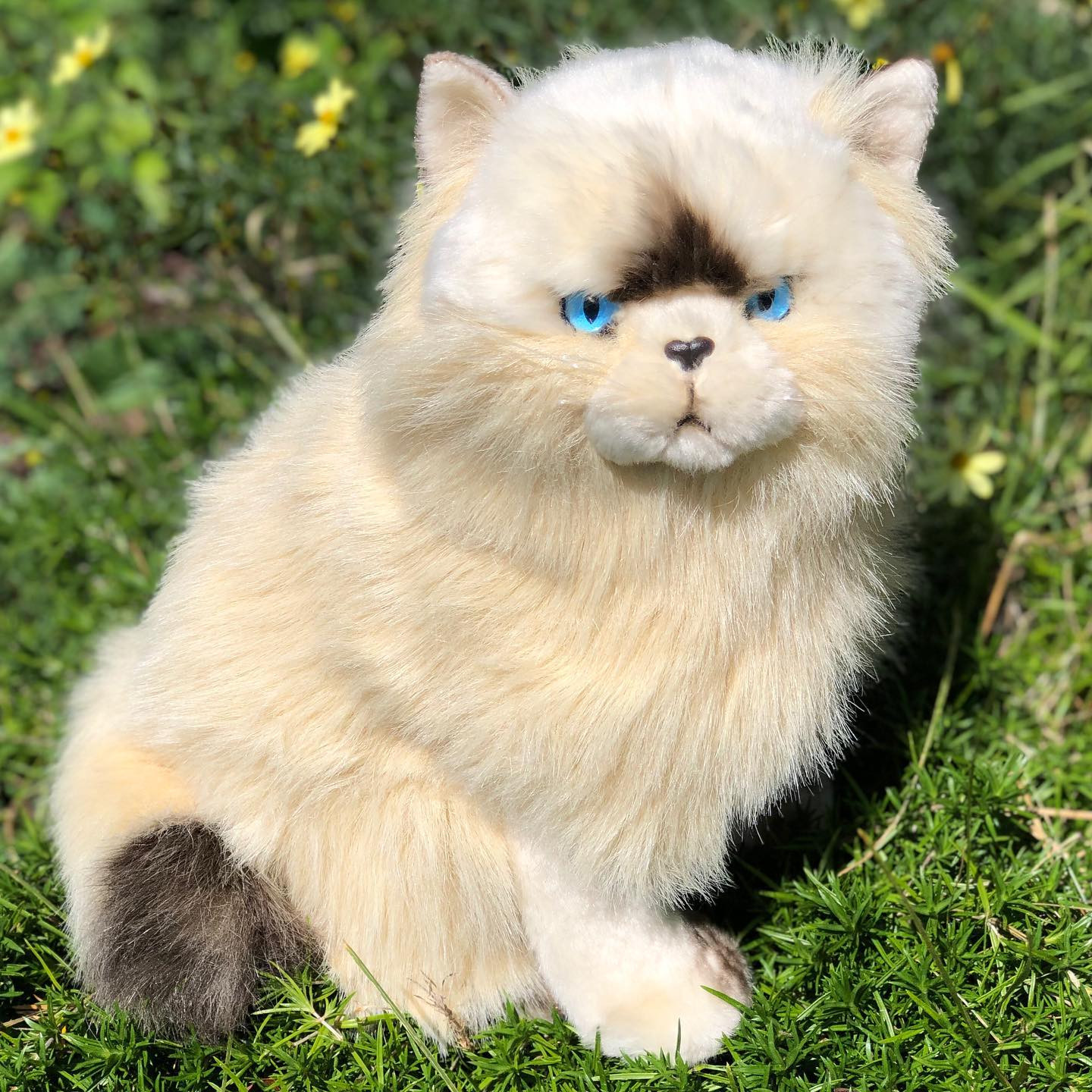 Rusty Plush Burmese Cat