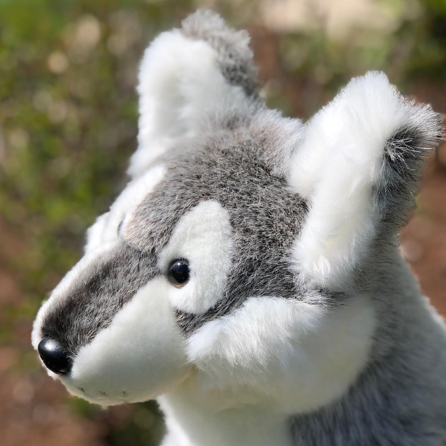 Tundra Our Fluffy Eared Wolf