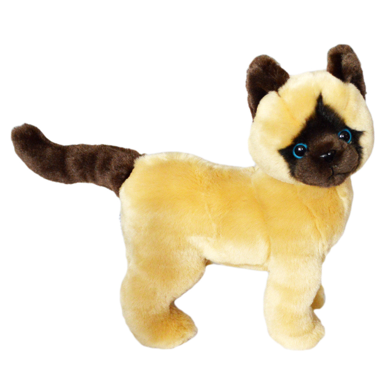 Rusty Plush Burmese Cat