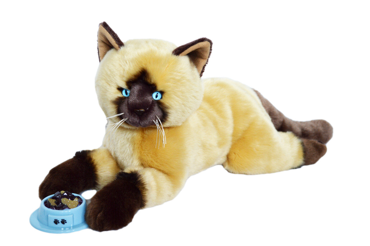 Rusty Plush Burmese Cat