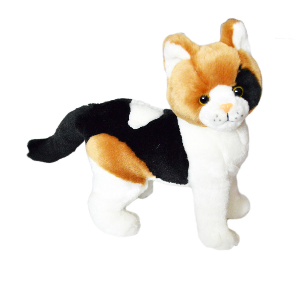 Rusty Plush Burmese Cat