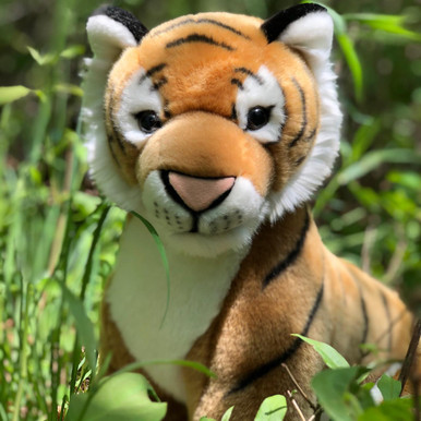 African Tiger Kenya