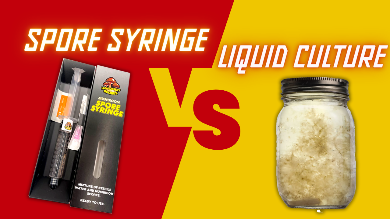 Liquid Culture vs. Spore Syringe: Which is Best for Mushroom ...