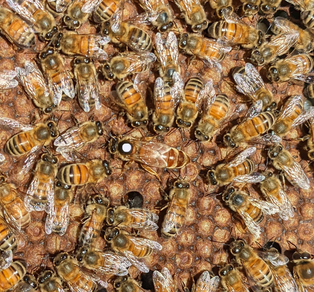 Bees for Sale - Walker Honey Farm
