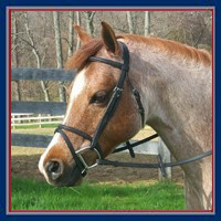 Pony & Cob Bridles