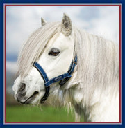 Miniature Horse / Shetland Tack & Supplies