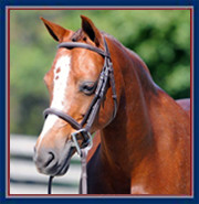Pony & Cob Bridles