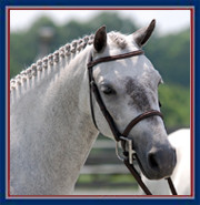 Pony & Cob Bridles