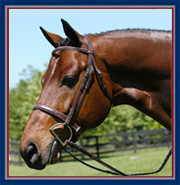 Pony & Cob Bridles