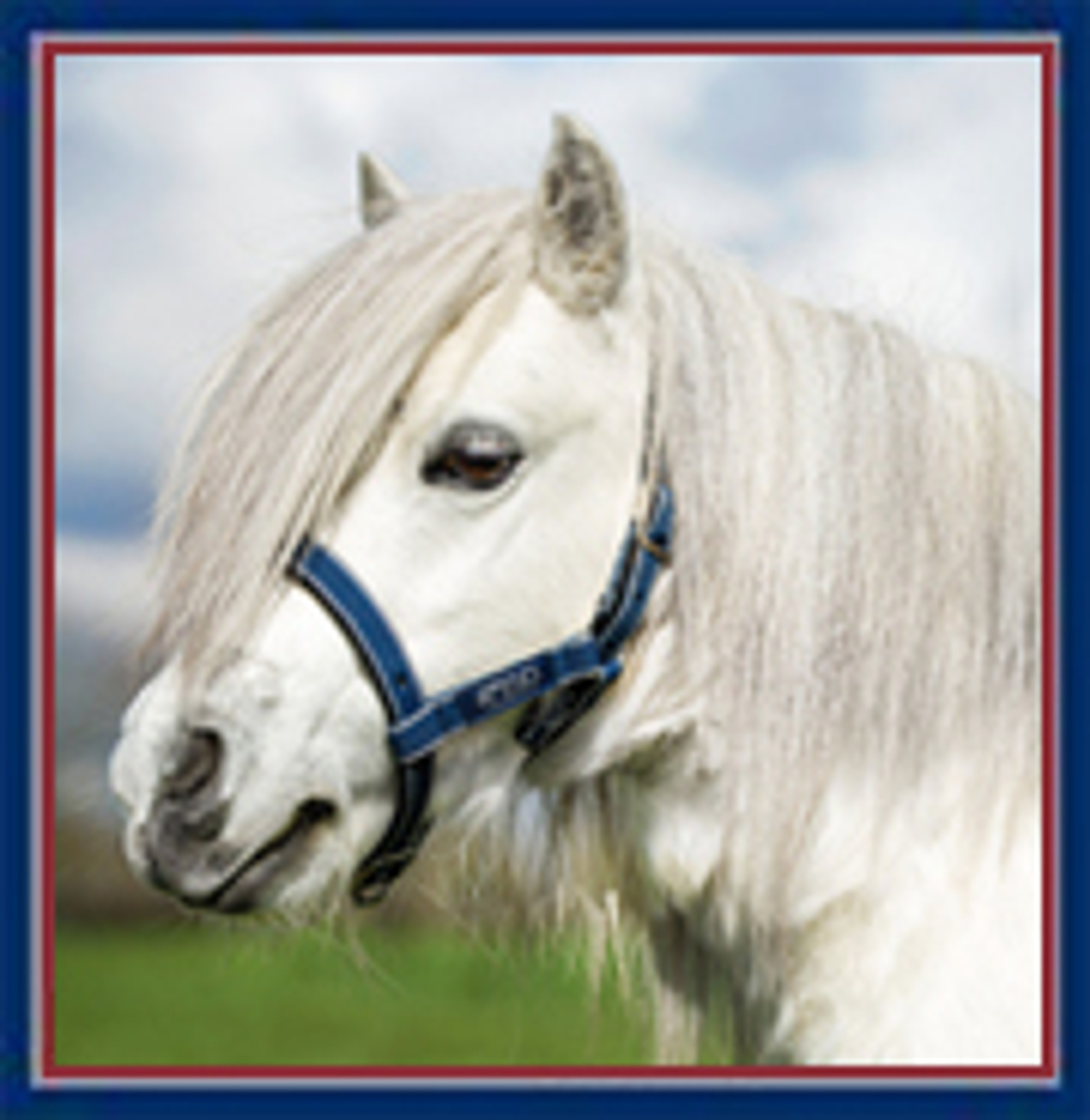 Miniature Horse / Shetland Tack & Supplies