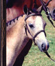 Foal In-Hand Show Halter - Just for Ponies