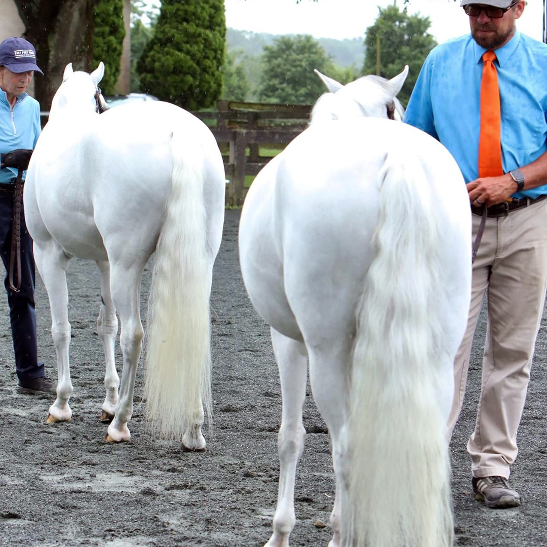 Is There a Trick to Getting Tails Really White? - Just for Ponies