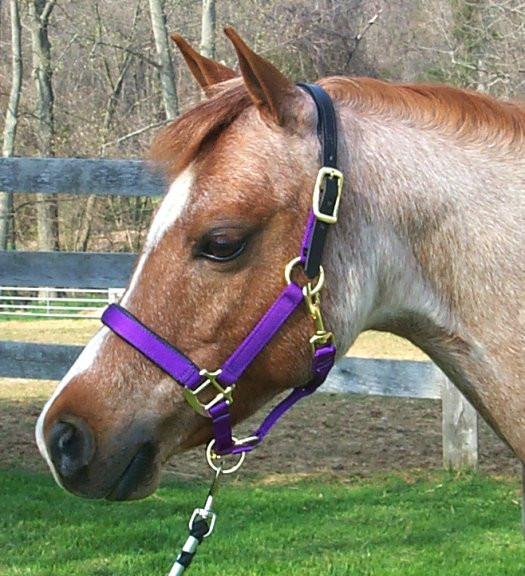 Padded Nylon Breakaway Halter Pony & Cob Sizes - Just for Ponies
