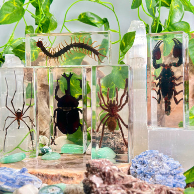 Large Resin Insect Specimens