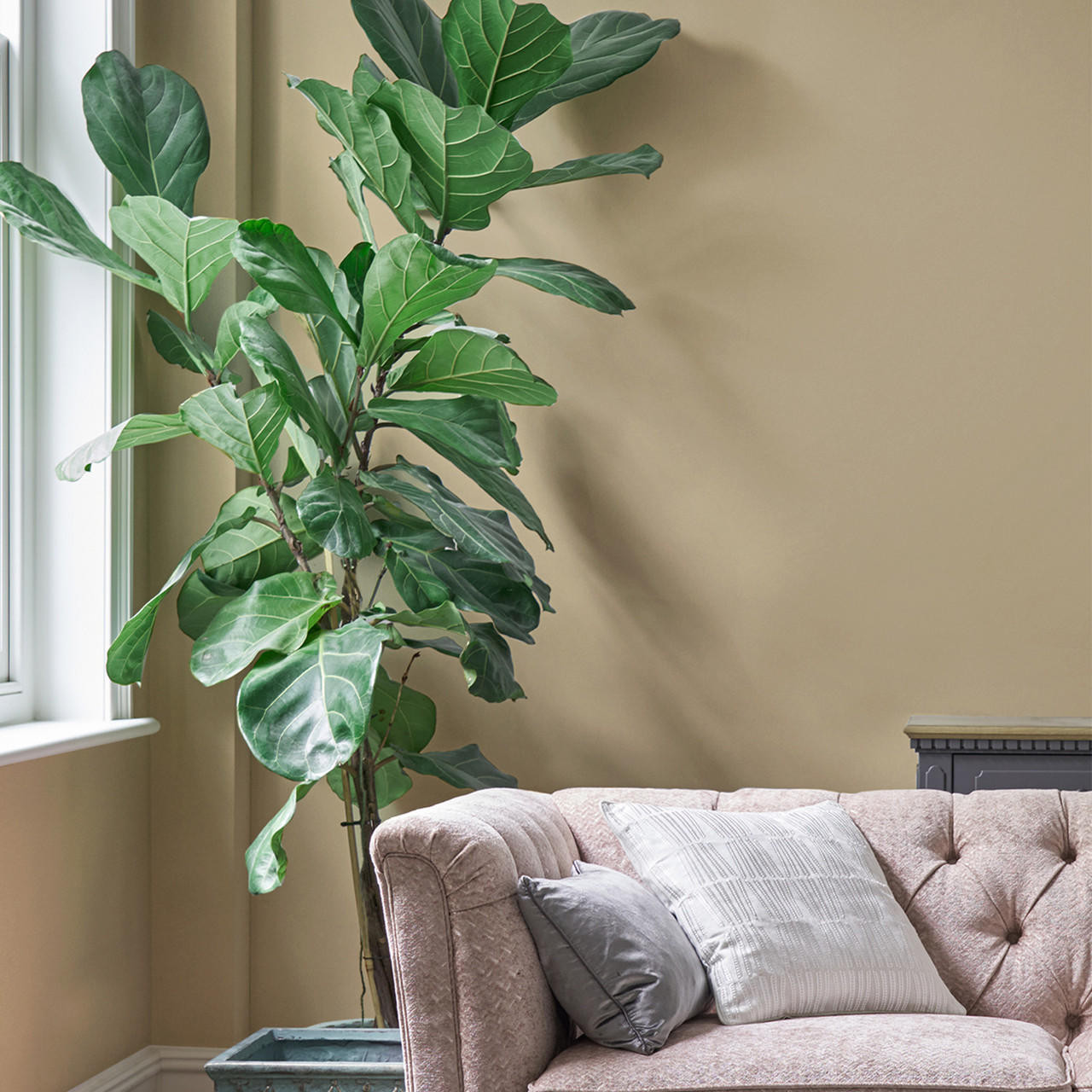 Laura Ashley Pale Gold 2.5l Matt Emulsion Paint | The Online Lighting Store