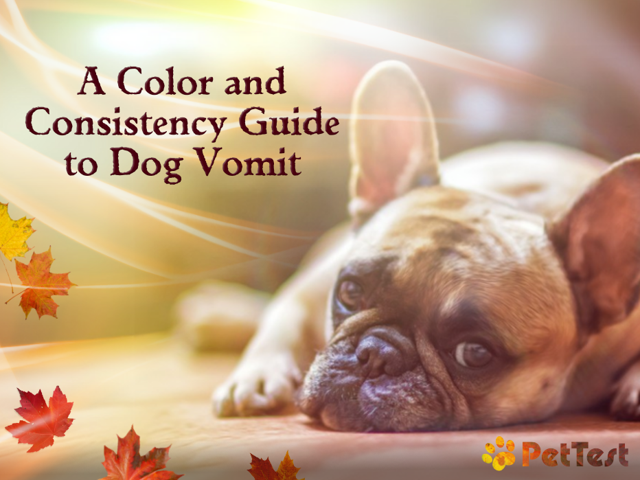 A Color and Consistency Guide to Dog Vomit - PetTest Canada