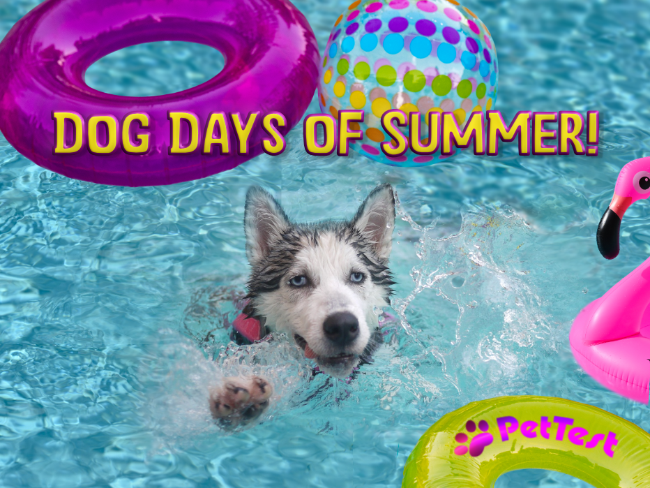 Dog Days of Summer! - PetTest Canada