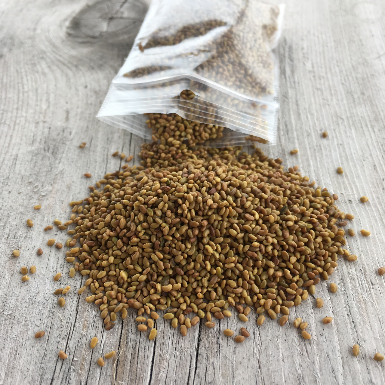 Alfalfa Seeds - AgClassroomStore at USU