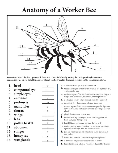Bee Anatomy Worksheet HONEY BEE Unit Study, MINI Printable Bees Bundle