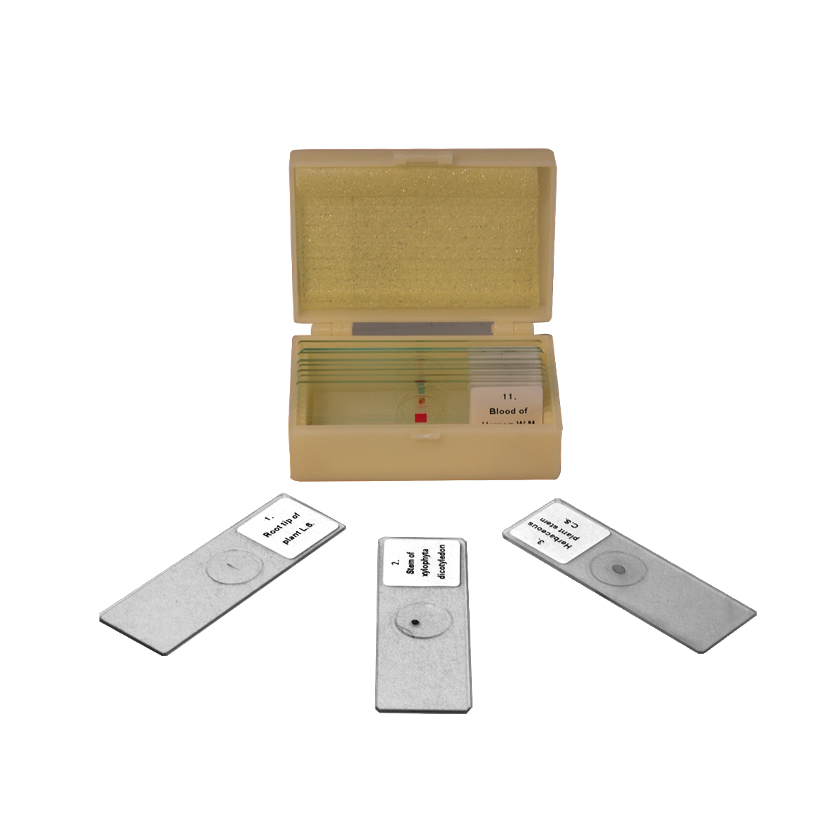 11 Prepared Microscope Slides Specimen Set, Plant Animal Human Anatomy ...