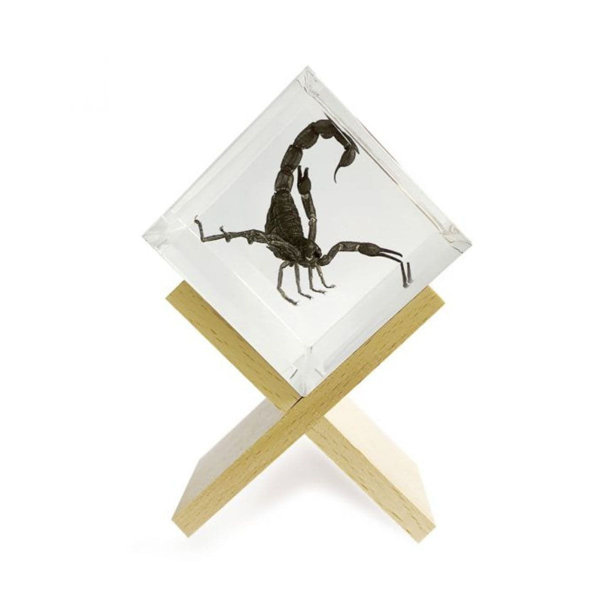 Black Scorpion Clear Acrylic Paperweight Cube with Stand- Museum Replicas