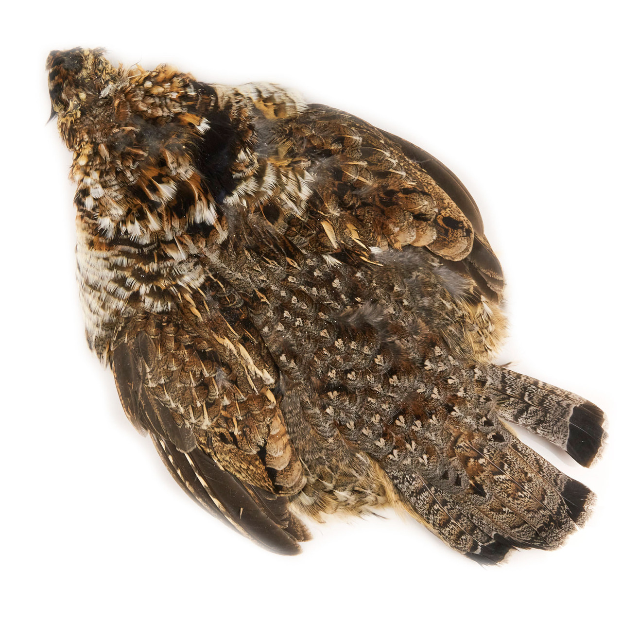Nature's Spirit Ruffed Grouse Skin - AvidMax