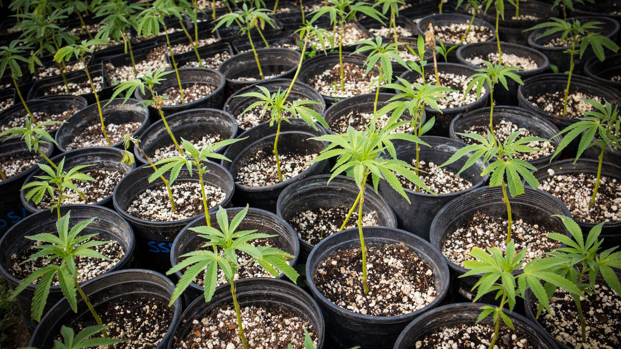 5 Benefits of Adding a Conditioner to Cannabis Soil - Shore Grow