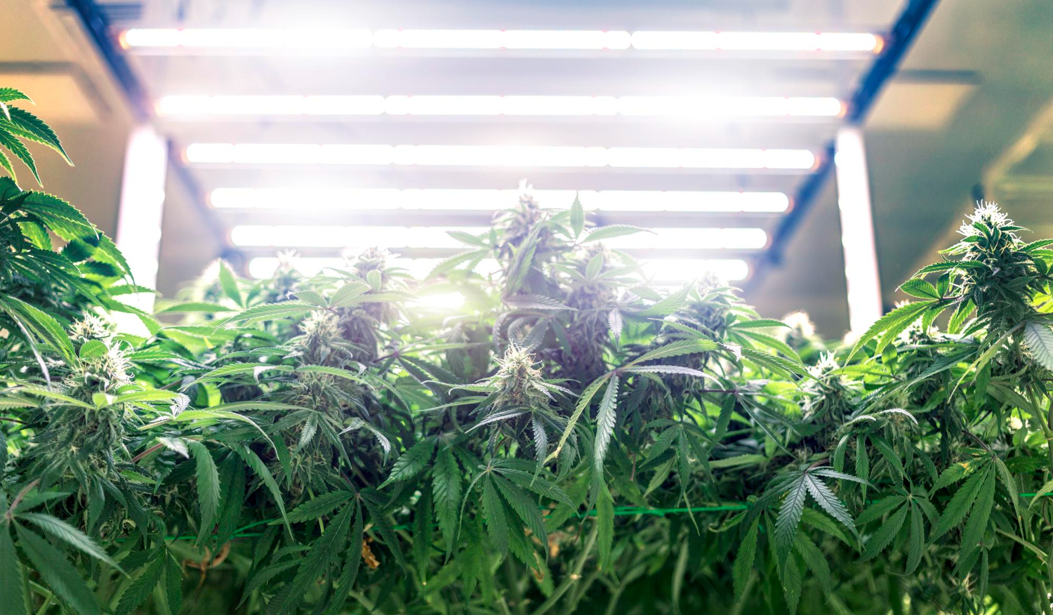 Fluorescent vs. Other Light Sources: Which is Better for Cannabis ...