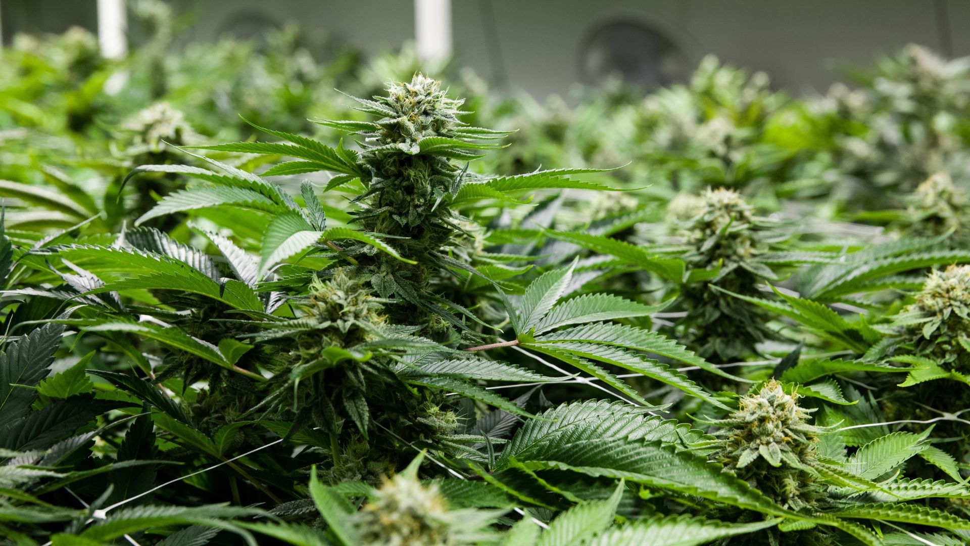 How LED Grow Lights Maximize Cannabis Yield - Shore Grow