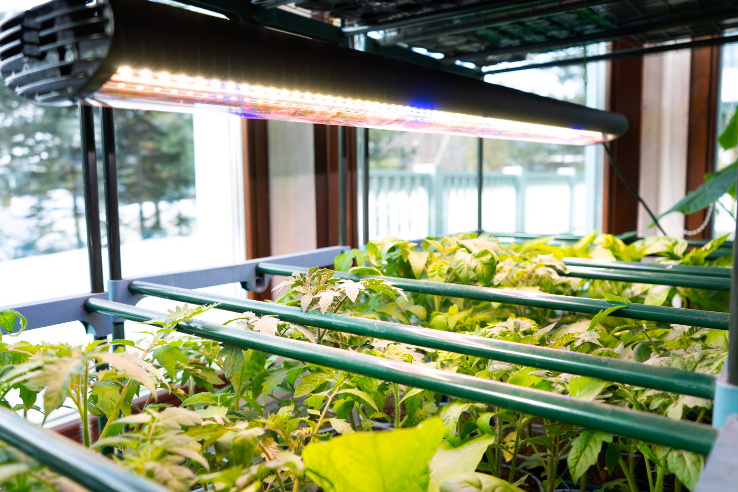 Best Practices for Maintaining High Intensity Discharge Lights - Shore Grow