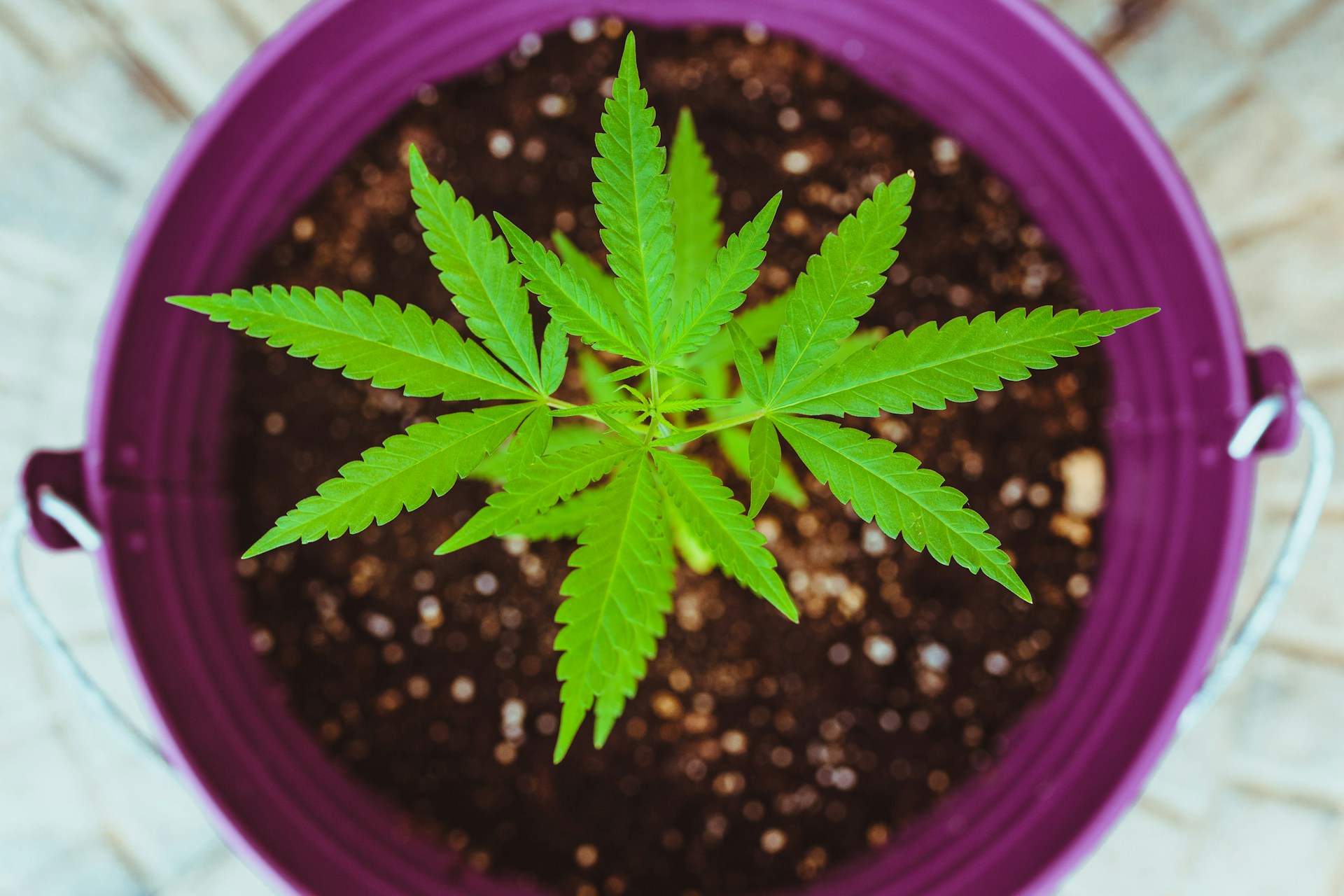 Why Proper Pot Selection is Crucial for Root Health - Shore Grow