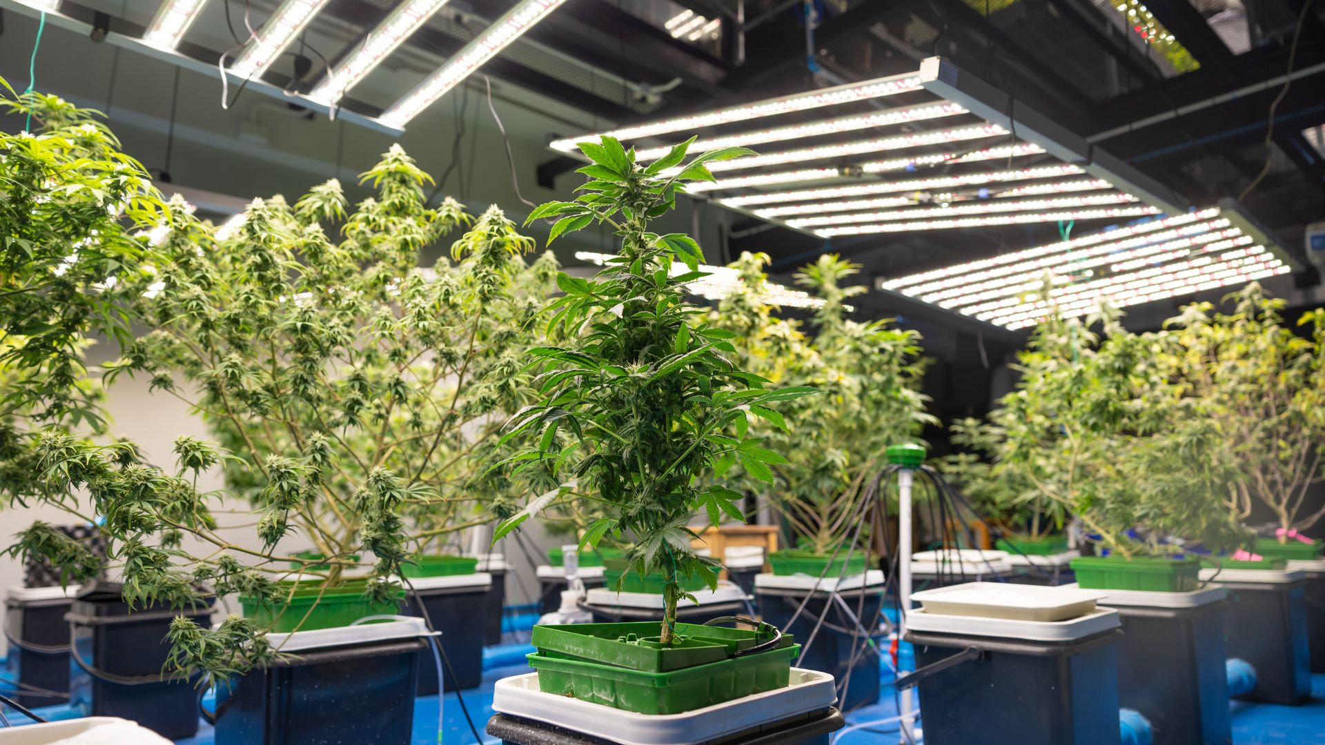 A Brief Guide to Choosing the Right Cannabis Grow Light - Shore Grow