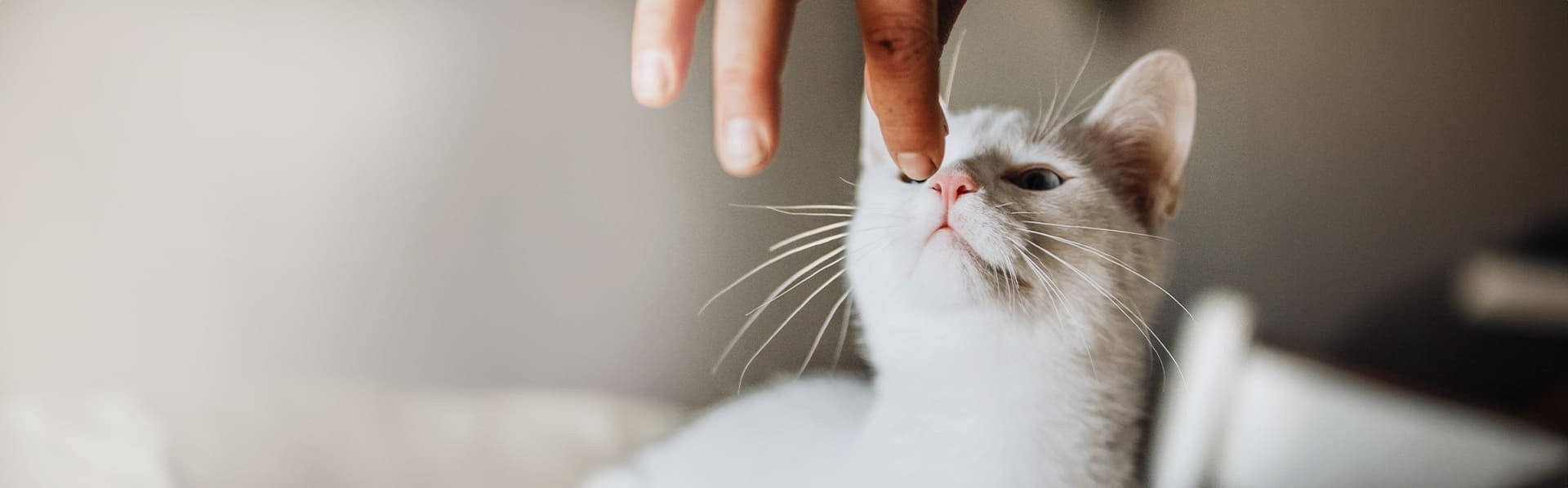 Oral health - Products for Cats