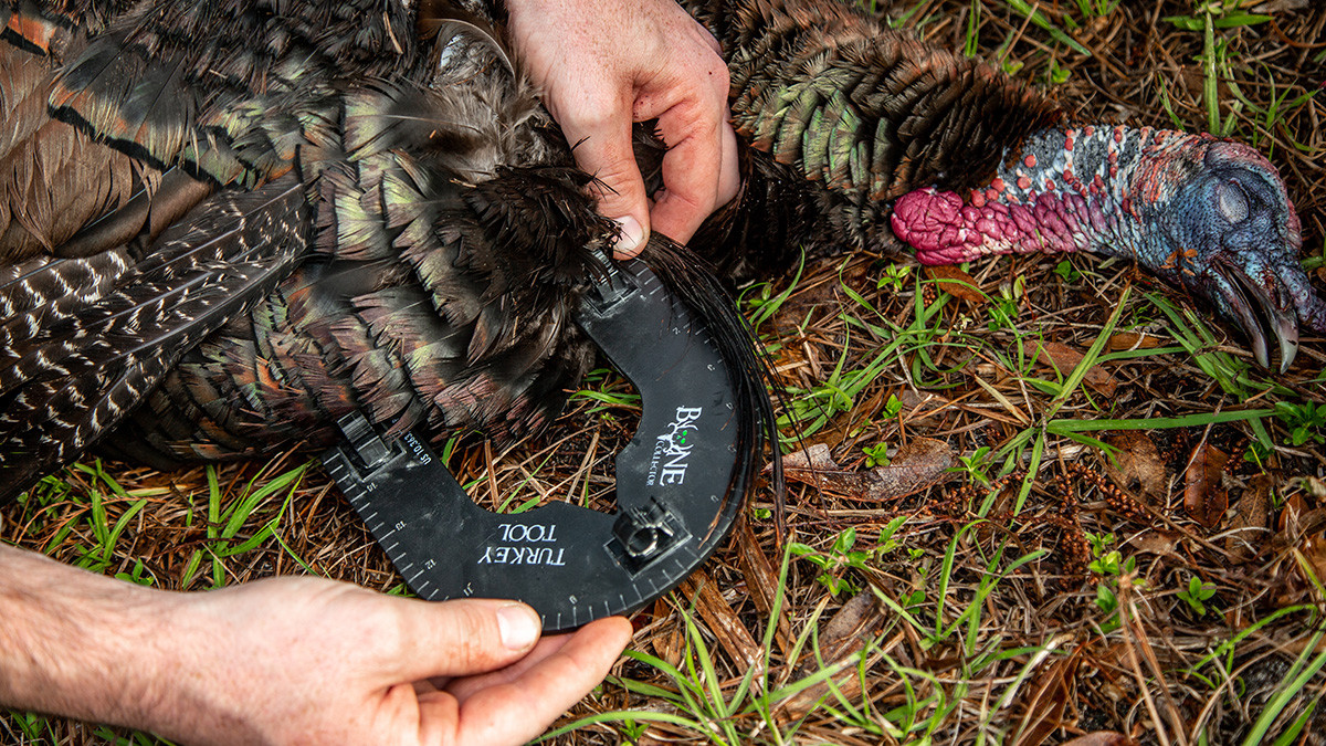 Turkey Tool - Bone Collector