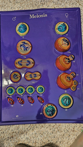 3-D Models of Mitosis and Meiosis: A Visual Learning Tool