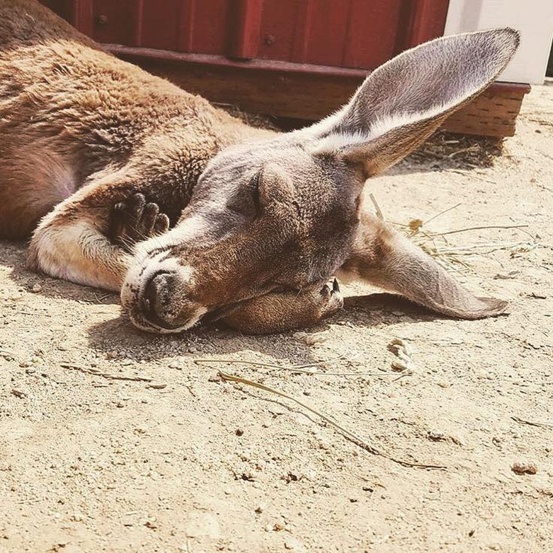 The Kangaroo Birthing Cycle - babby-farms