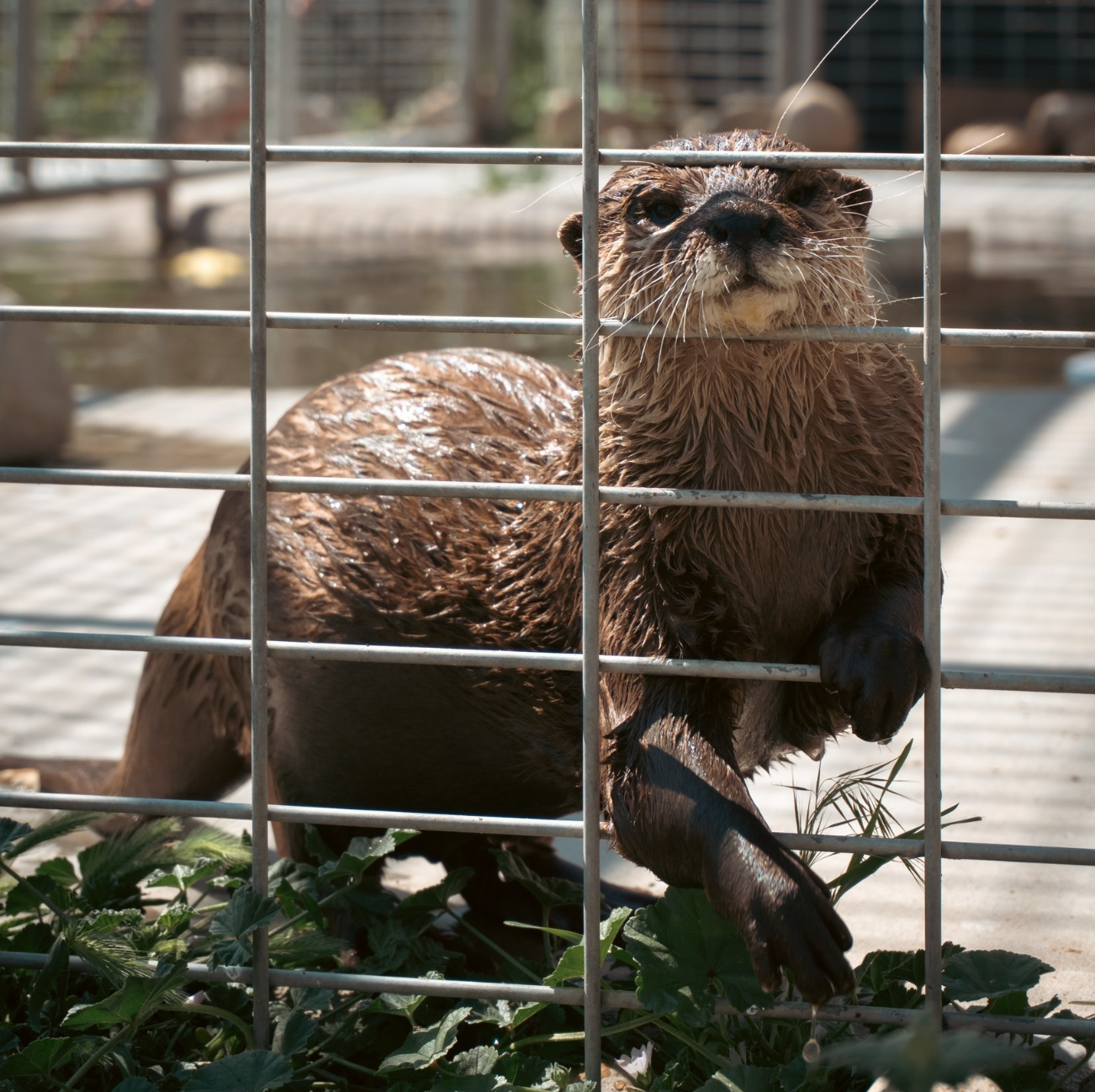 The Small Asian Clawed Otter: Nature's Tiny Aquatic Genius - babby-farms
