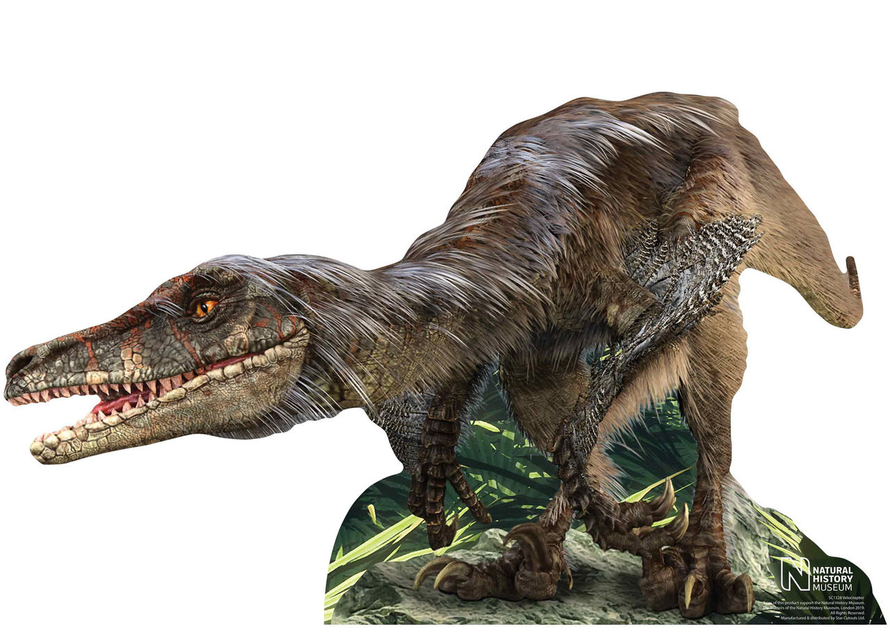 Velociraptor Dinosaur Natural History Museum Mini Cardboard Cutout
